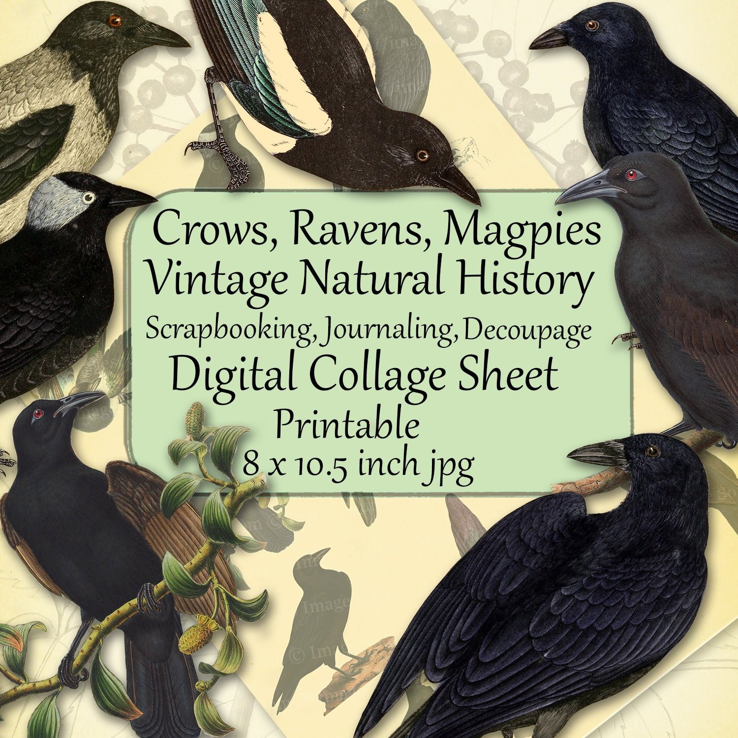 Printable Crows, Magpies, Ravens Clip Art Illustrations Digital Collage ...
