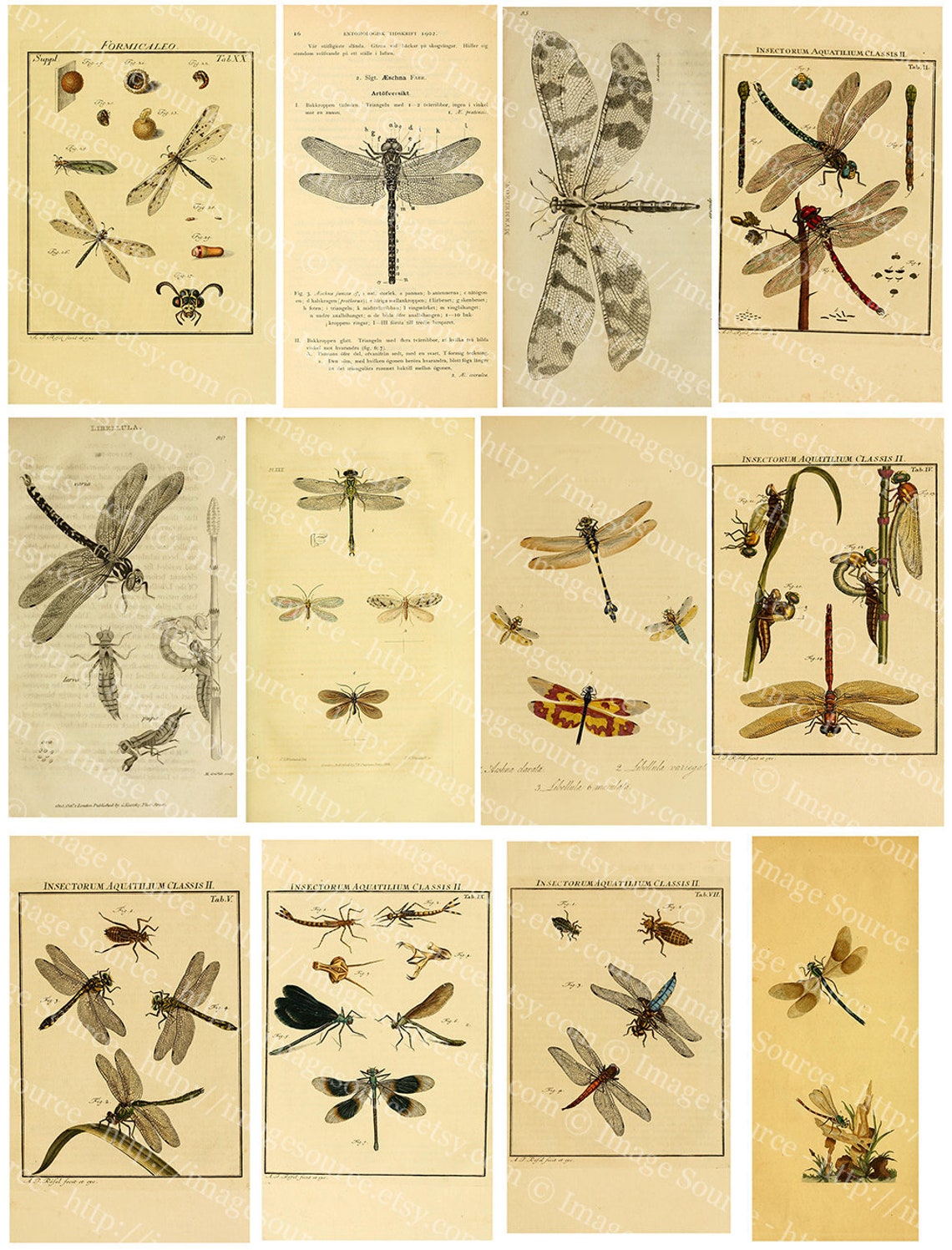 Dragonflies Ephemera Digital Collage Sheet Vintage Natural History ...
