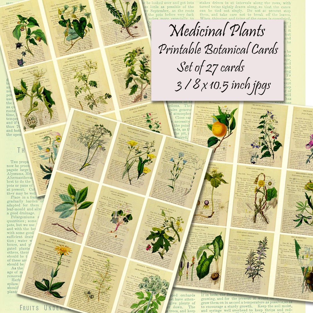 Medicinal Plants Printable Botanical Cards, Set of 27 Small Herbalism ...