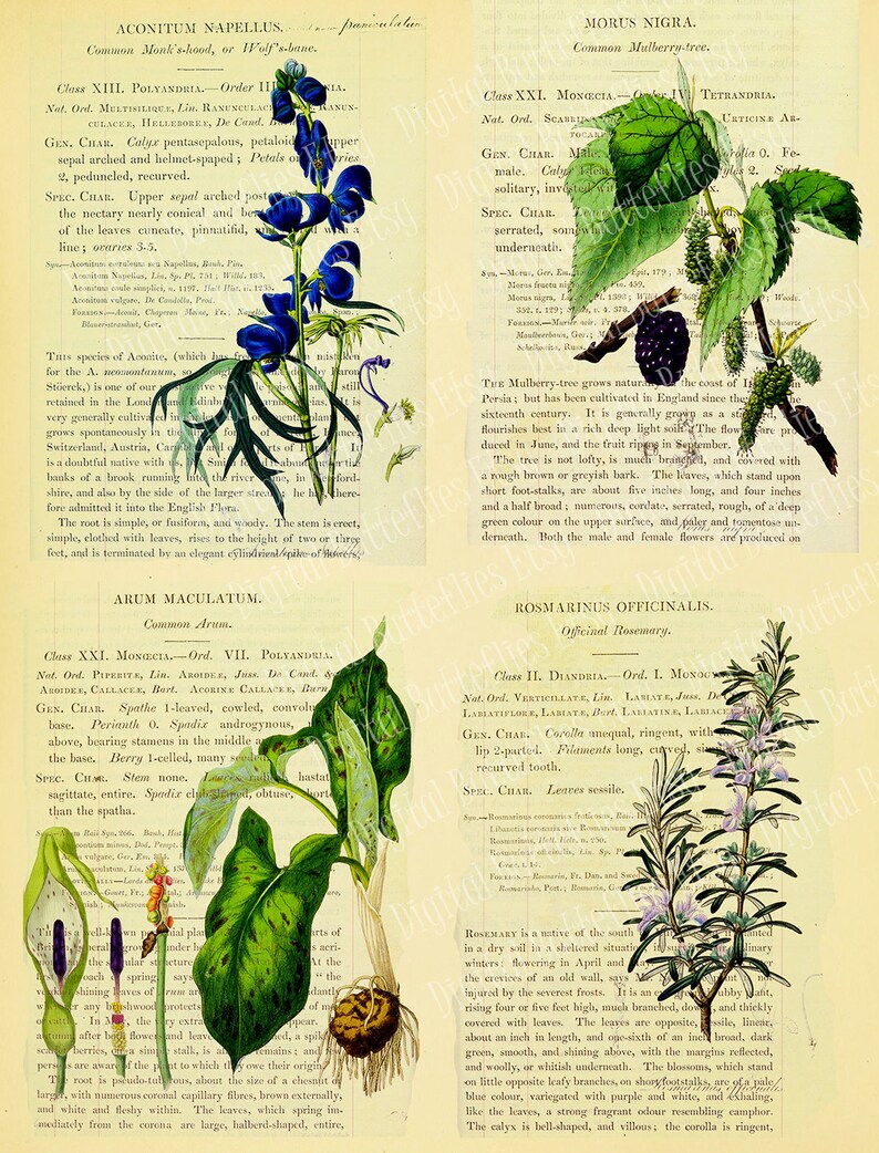 Herbal Botany Printable Altered Art Book Pages Set 28 - Etsy