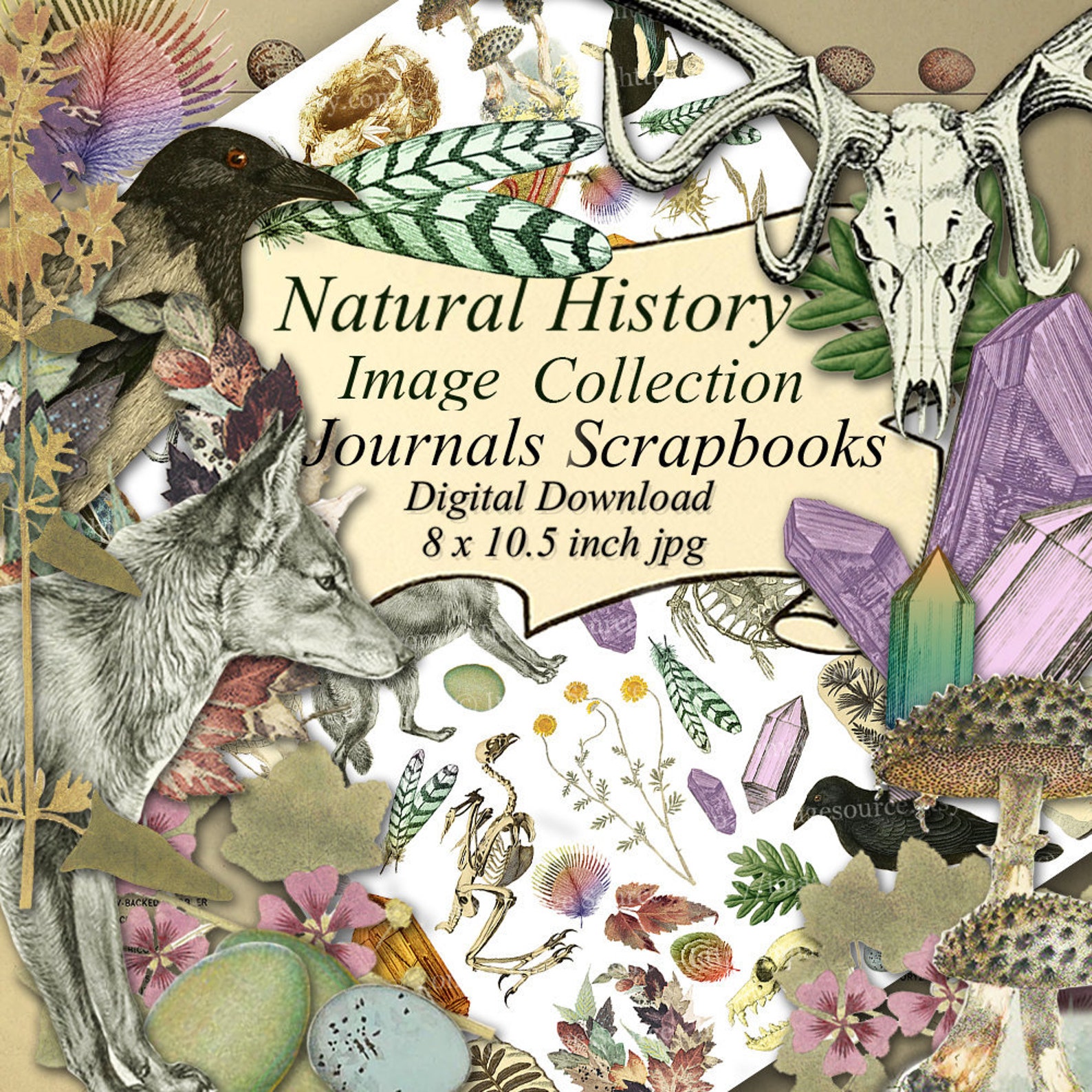 Natural History Scrapbooking Images Collection Animals | Etsy