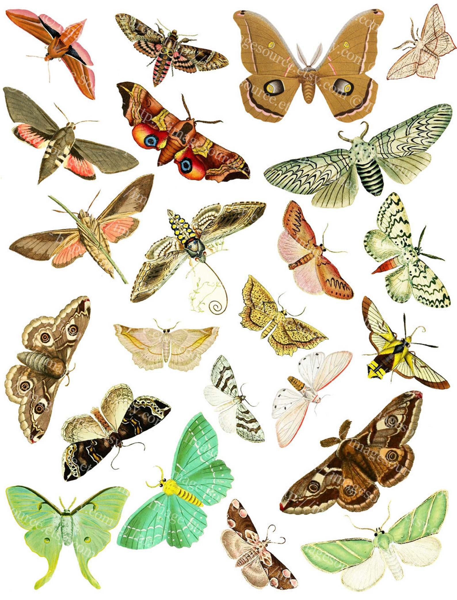Moths Printable Digital Collage Sheet, Colorful Moth Clipart, Natural ...
