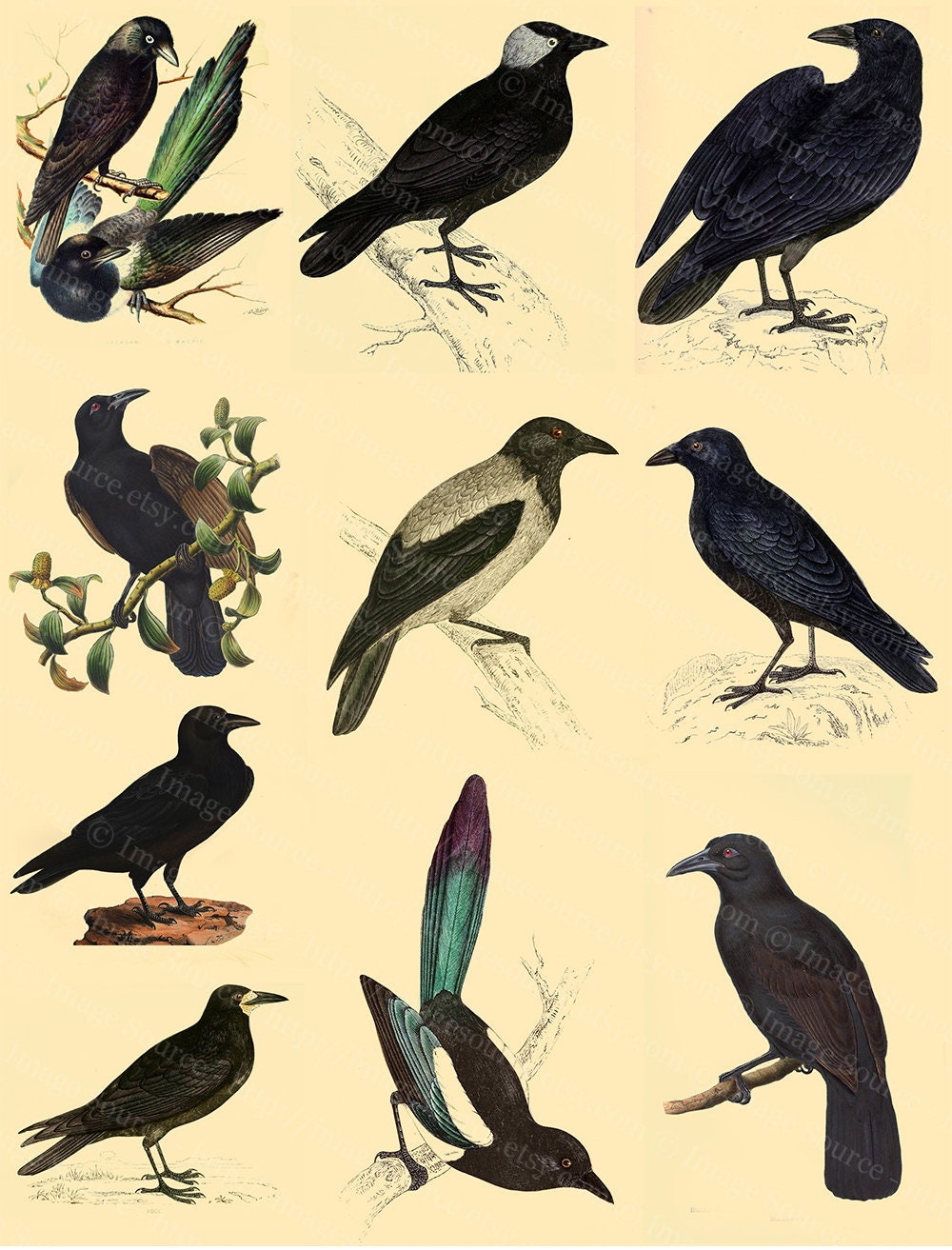 Printable Crows, Magpies, Ravens Clip Art Illustrations Digital Collage ...
