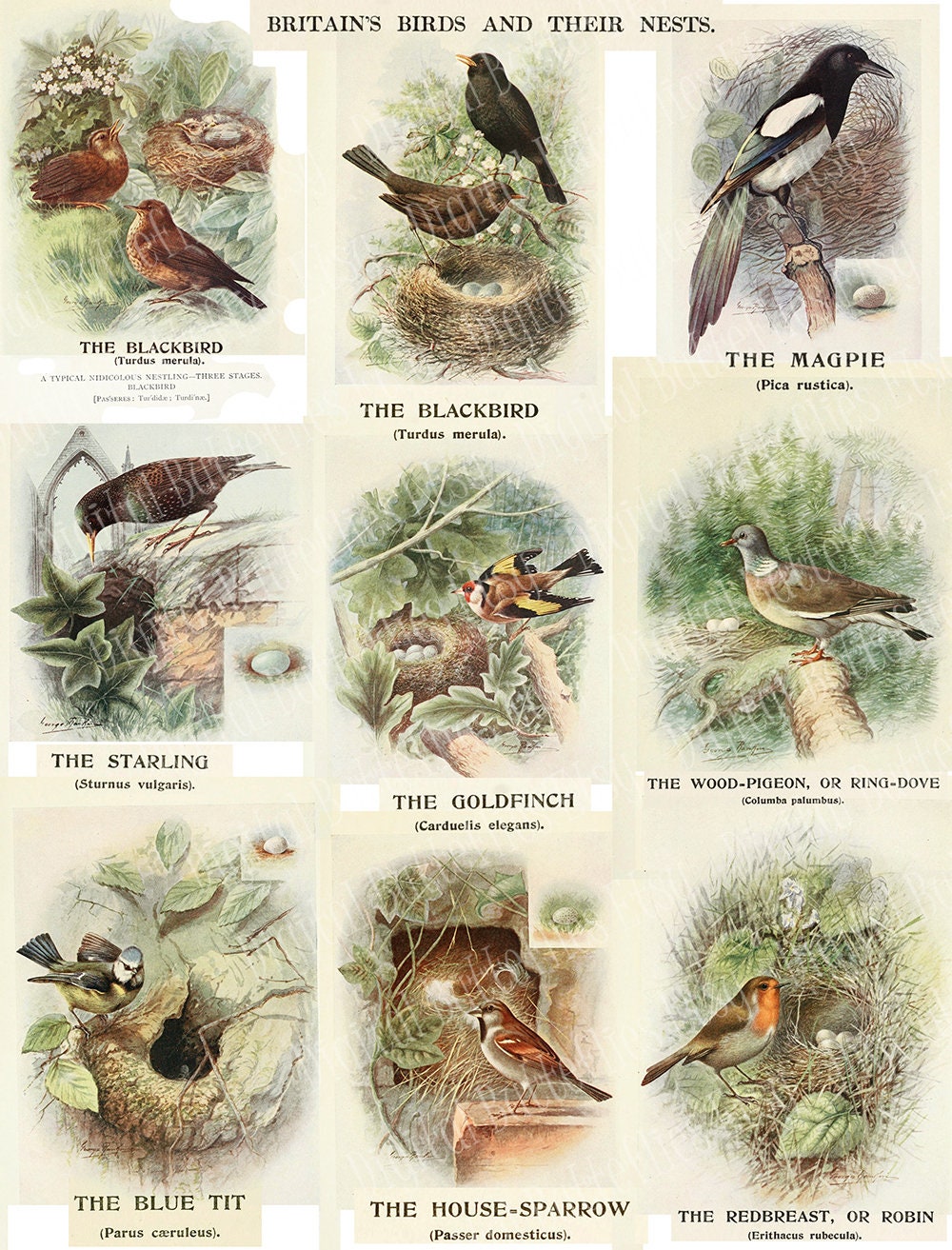 British Birds Nests Eggs Printable Digital Collage Sheet - Etsy