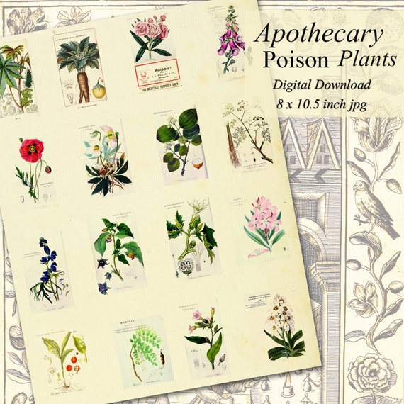 Poison Plants Printable Apothecary Garden Herbal Botany - Etsy