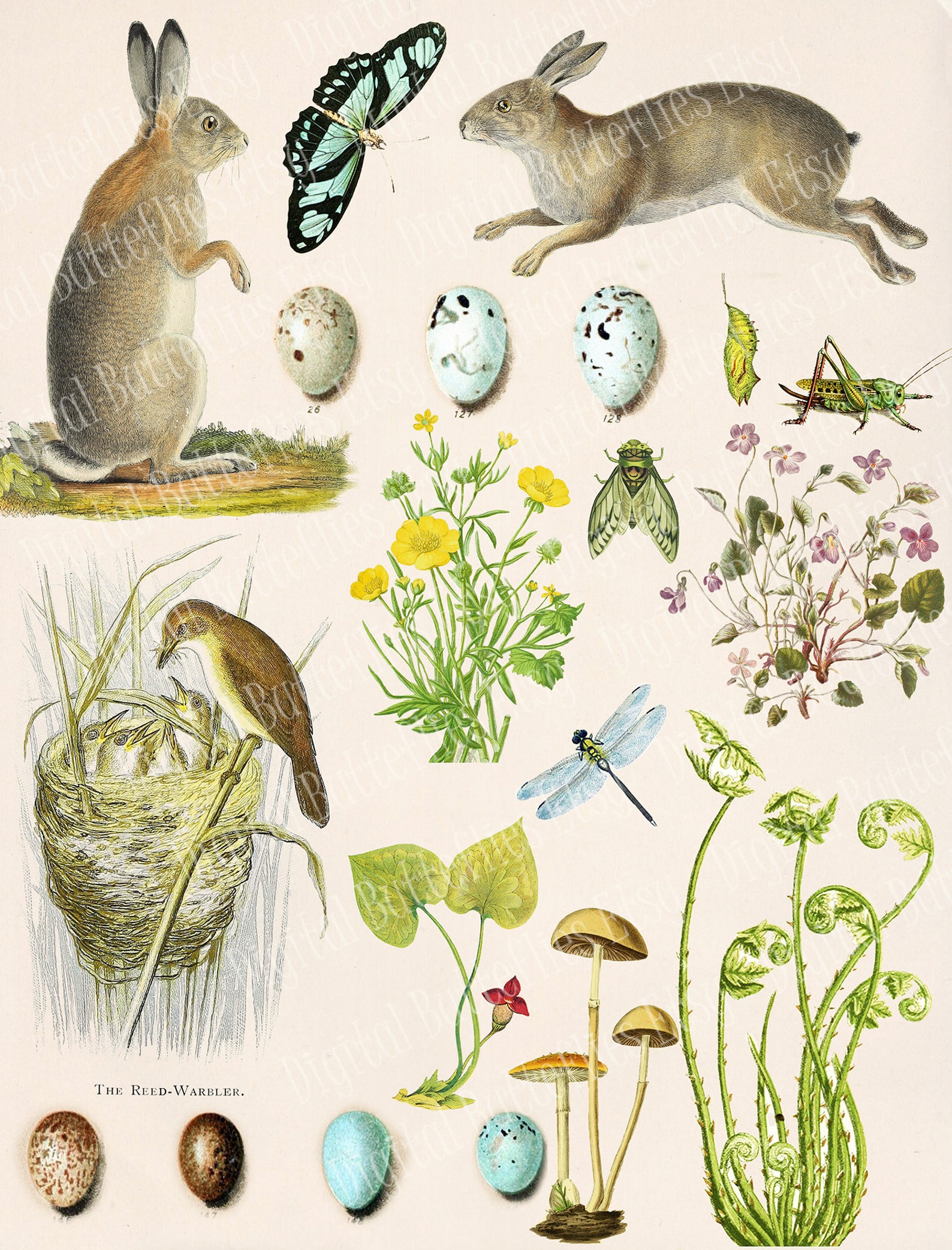 Printable Spring Nature Sketchbook Elements Set of Two Jpgs - Etsy