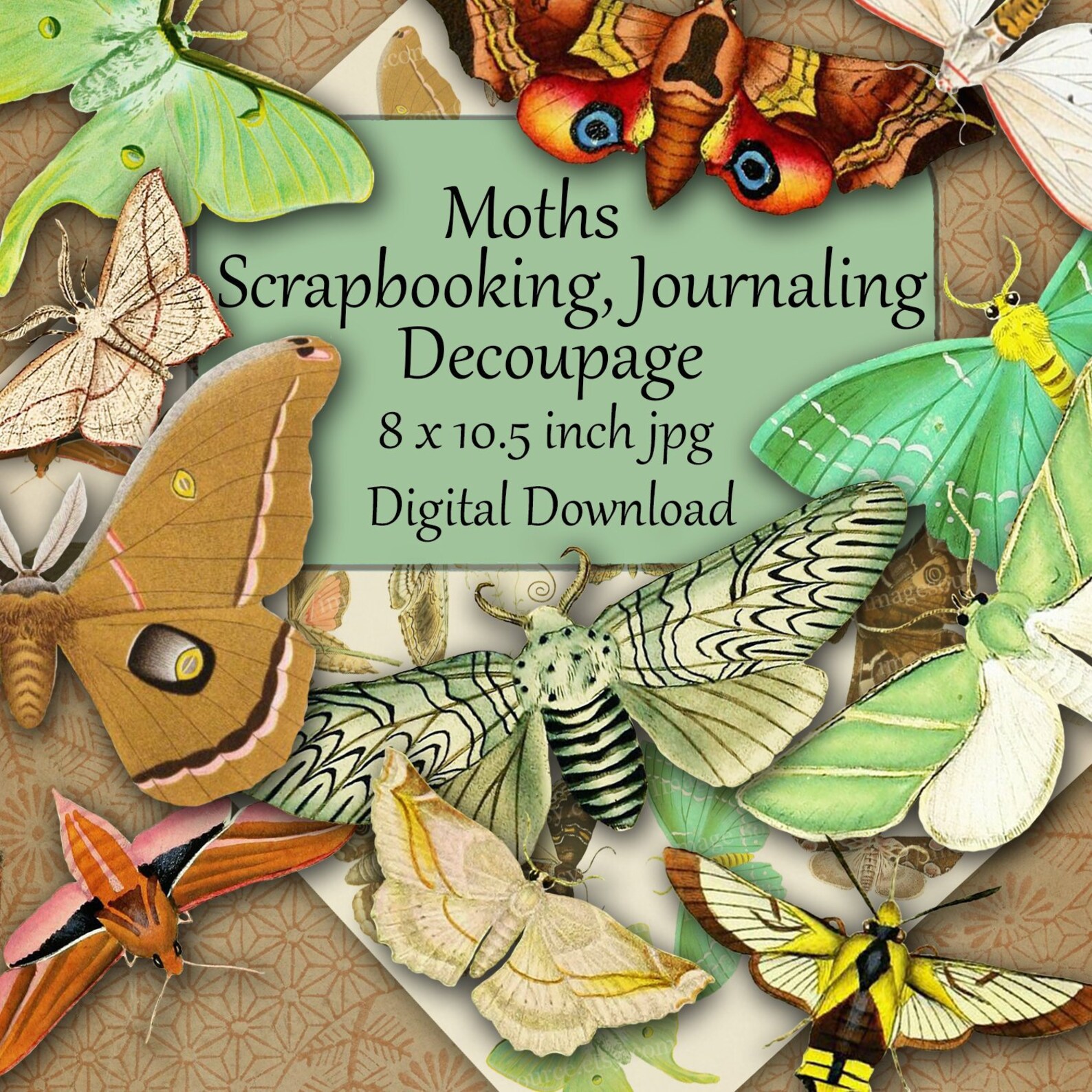 Moths Printable Digital Collage Sheet, Colorful Moth Clipart, Natural ...
