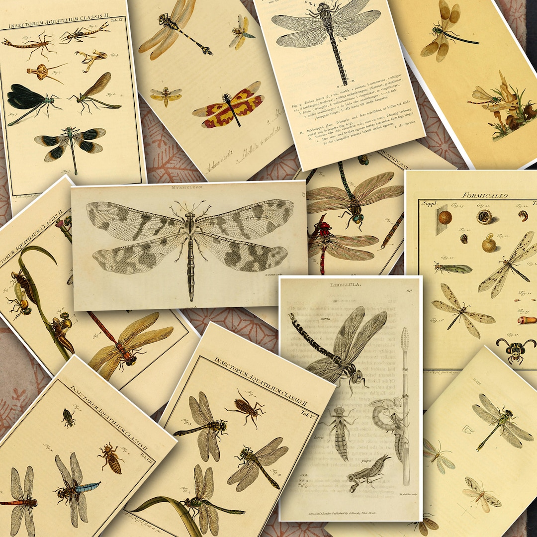 Dragonflies Ephemera Digital Collage Sheet Vintage Natural History ...