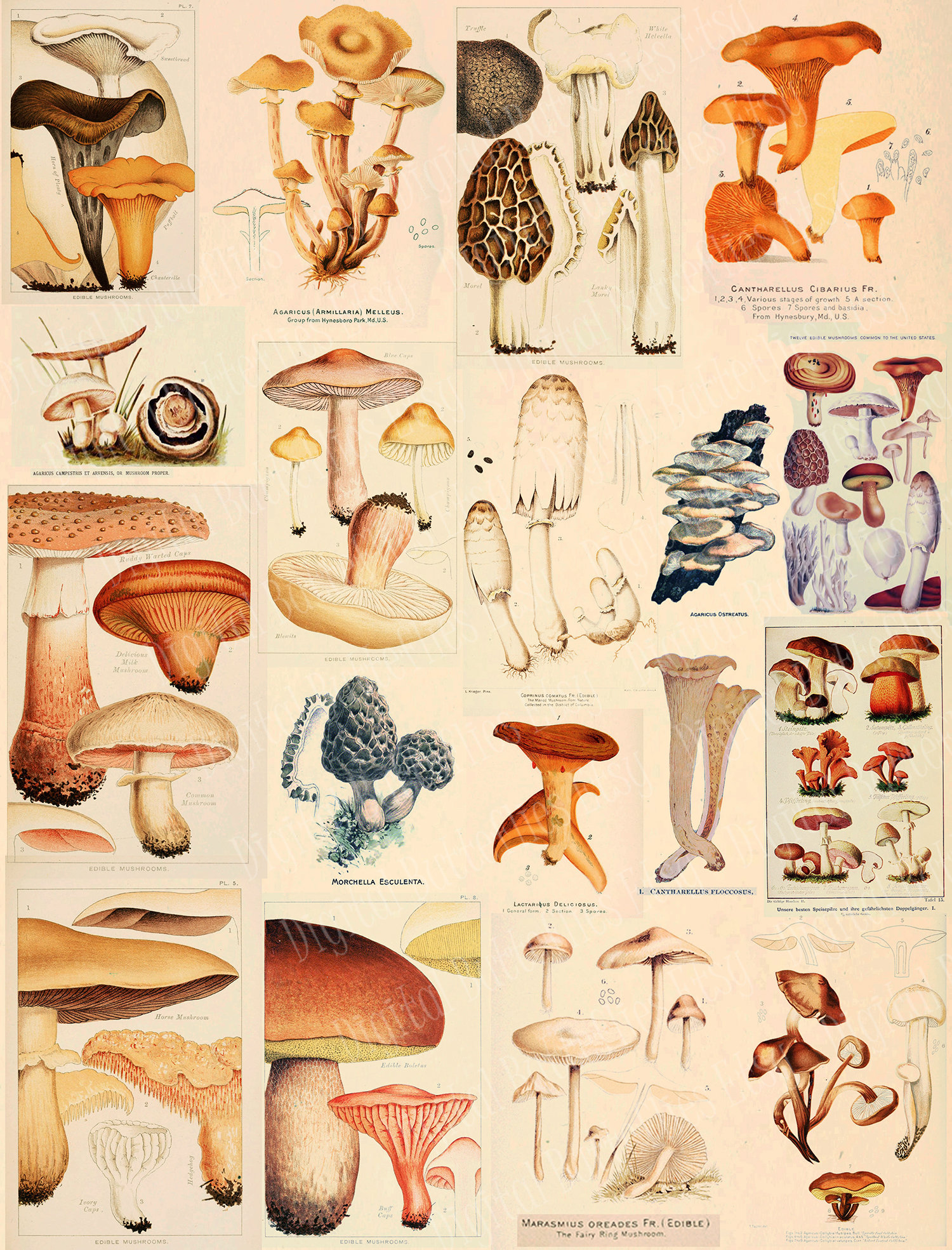 Mushroom Basidia