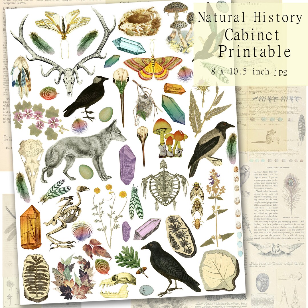 Natural History Scrapbooking Images Collection, Animals Vegetables ...