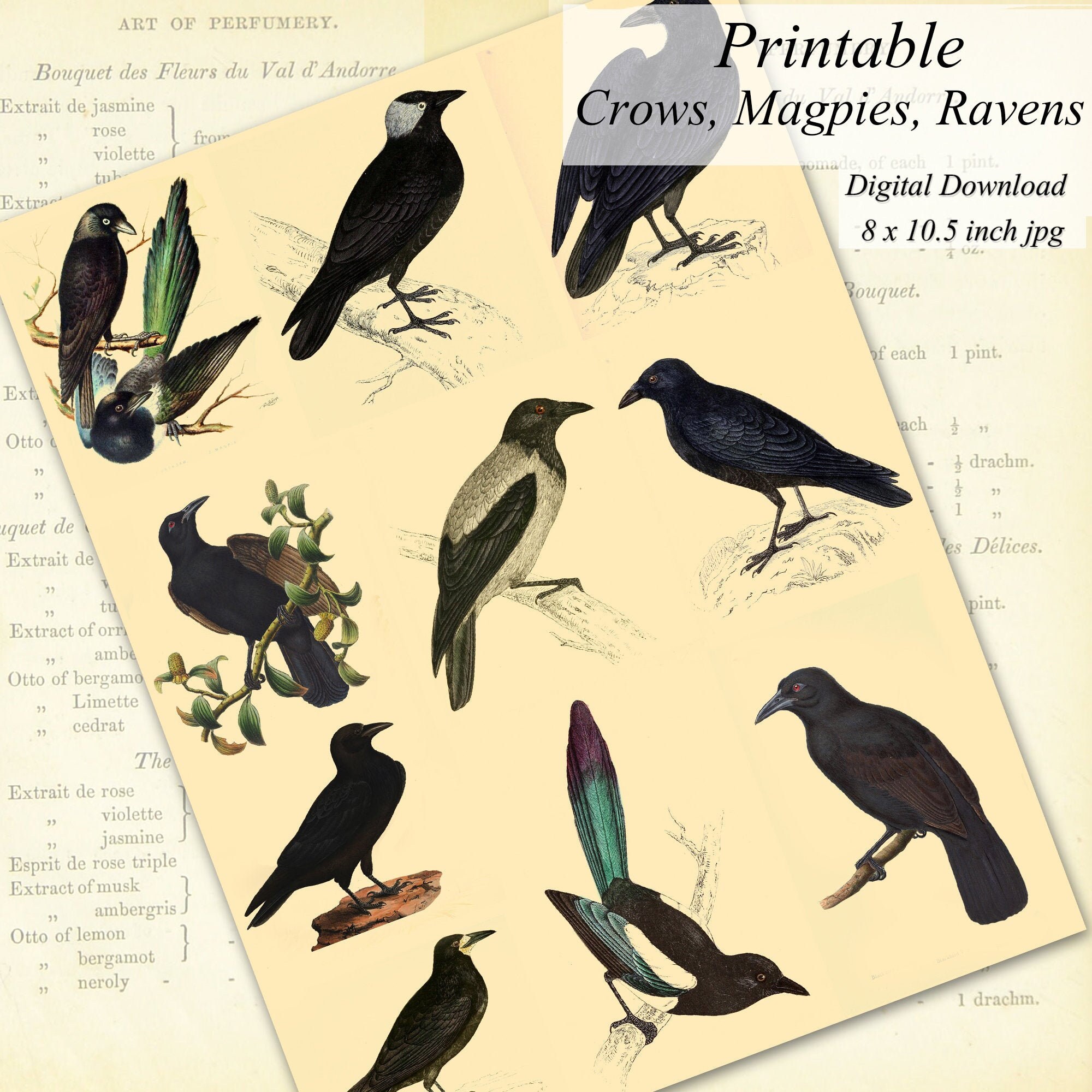 Printable Crows, Magpies, Ravens Clip Art Illustrations Digital Collage ...