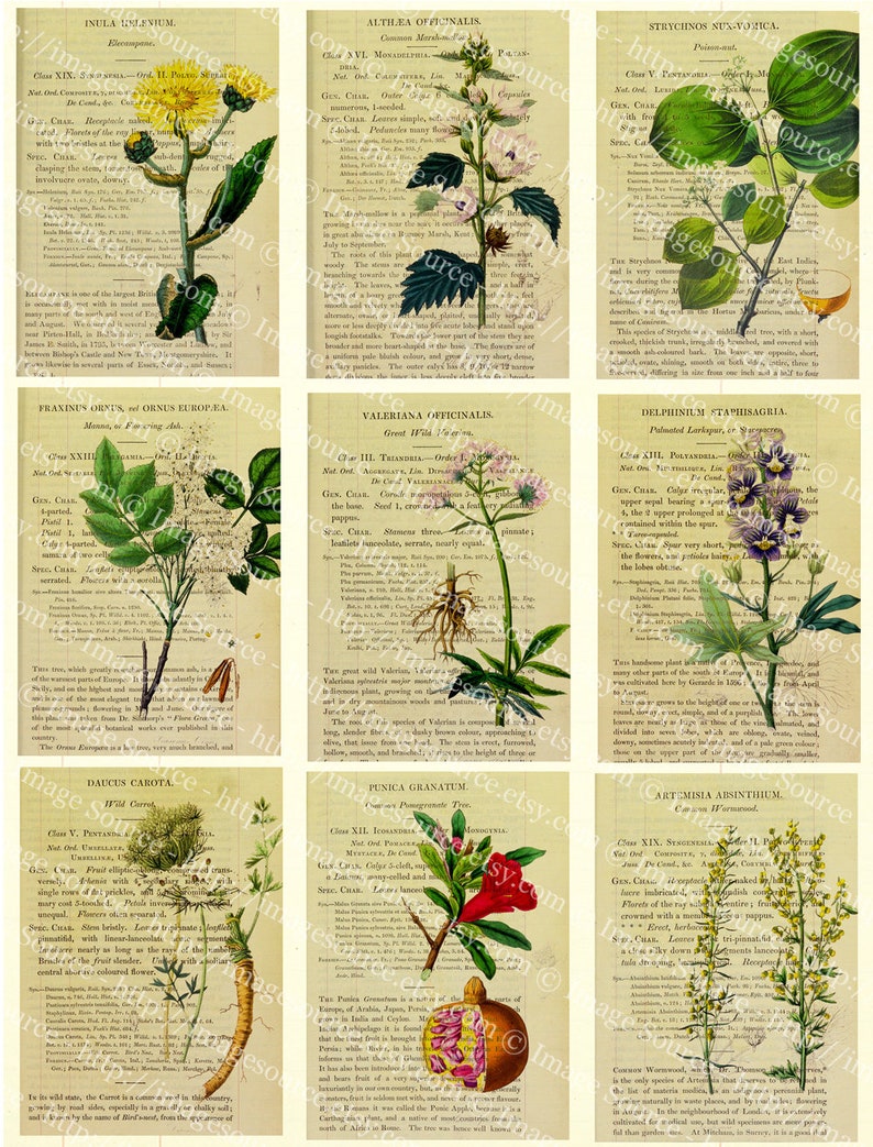 Herbal Botany Printable Cards Set 27 Medicinal Plants 2.5 X - Etsy