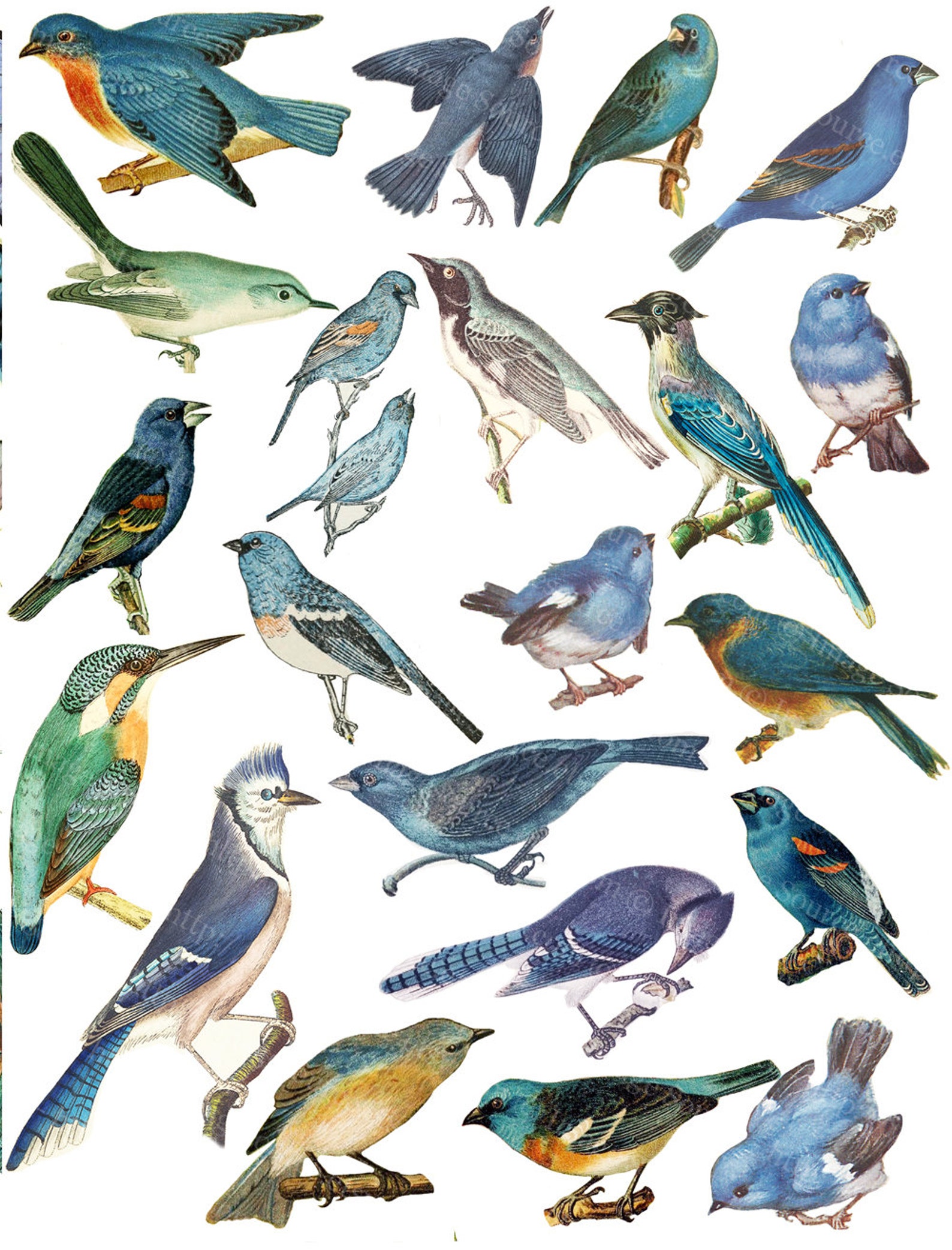 Printable Blue Birds Digital Collage Sheet Natural History - Etsy