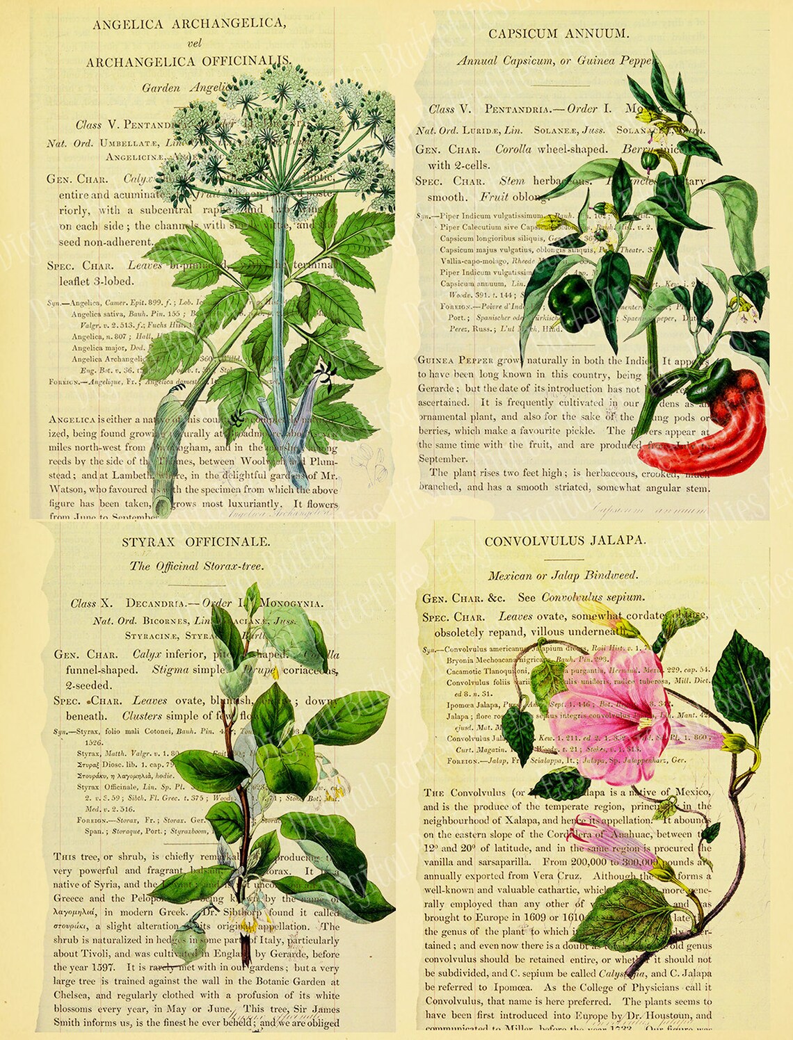 Herbal Botany Printable Altered Art Book Pages Set 28 - Etsy