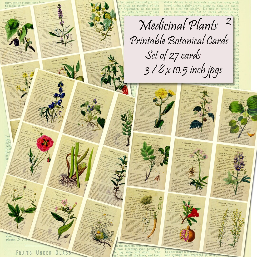 Herbal Botany Printable Cards Set, 27 Medicinal Plants, 2.5 X 3.5 ...