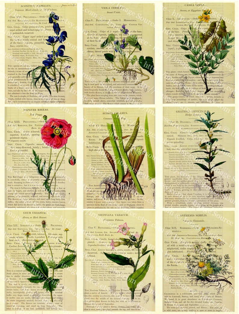 Herbal Botany Printable Cards Set 27 Medicinal Plants 2.5 X - Etsy