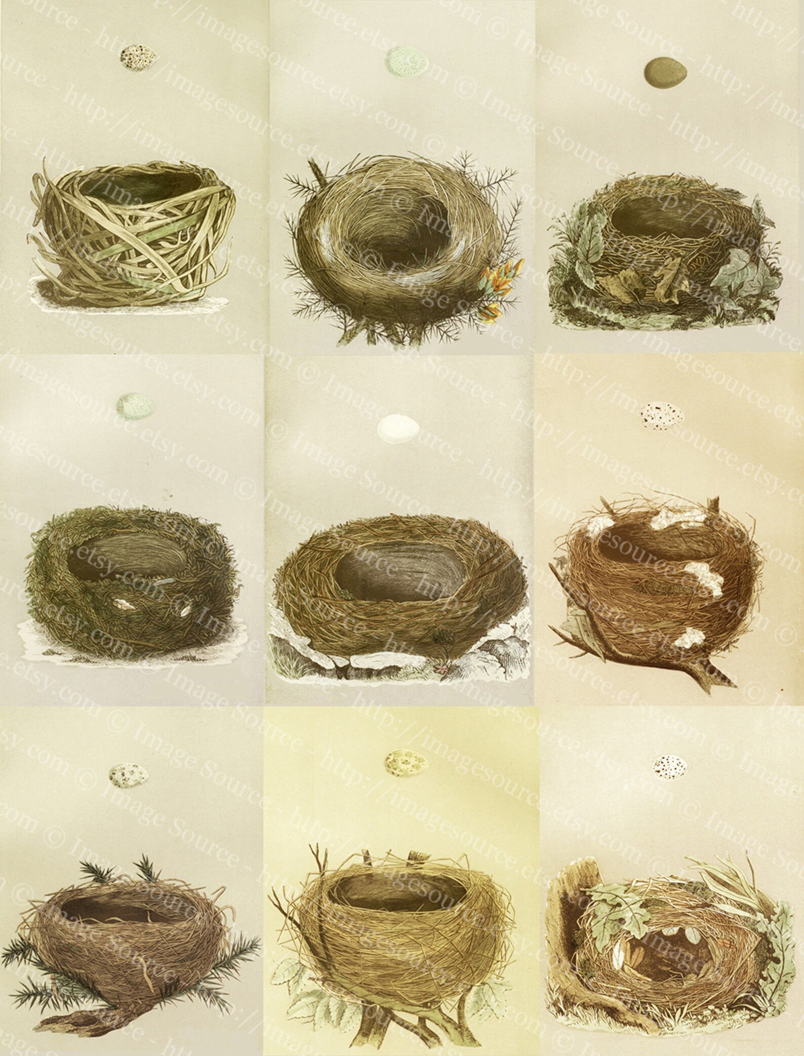 Bird Nests Printable Vintage Watercolor Natural History Illustrations ...