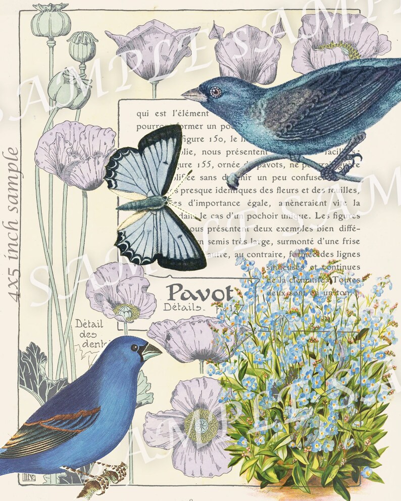 Printable Blue Birds Digital Collage Sheet, Natural History Vintage ...