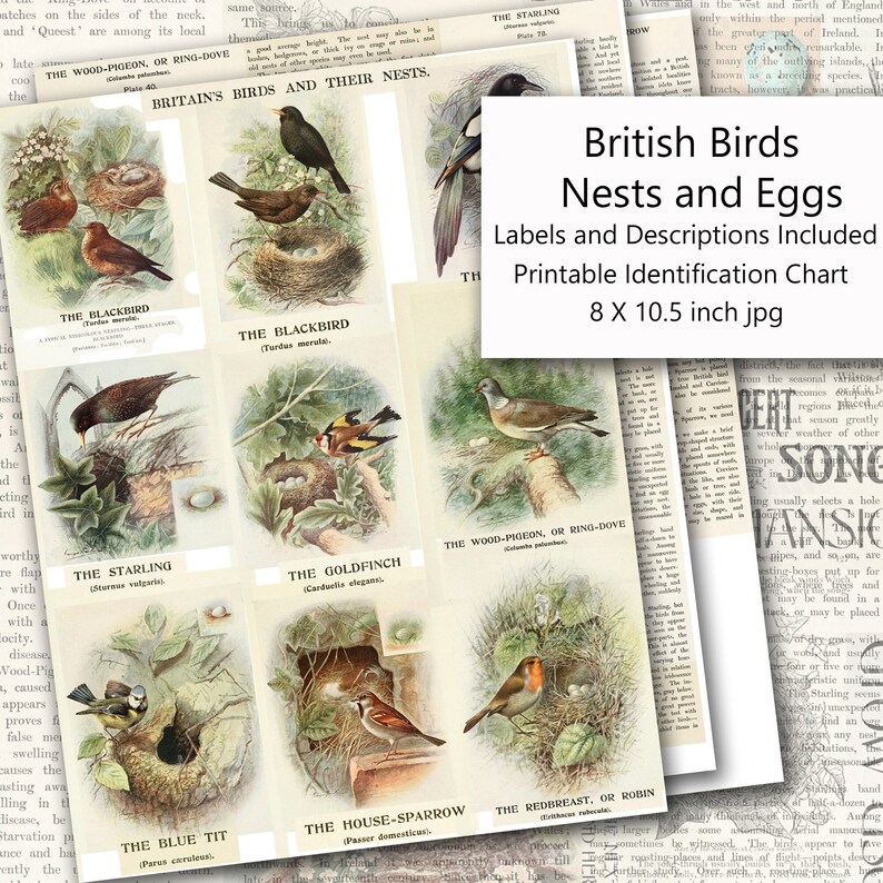 British Birds Nests Eggs Printable Digital Collage Sheet - Etsy