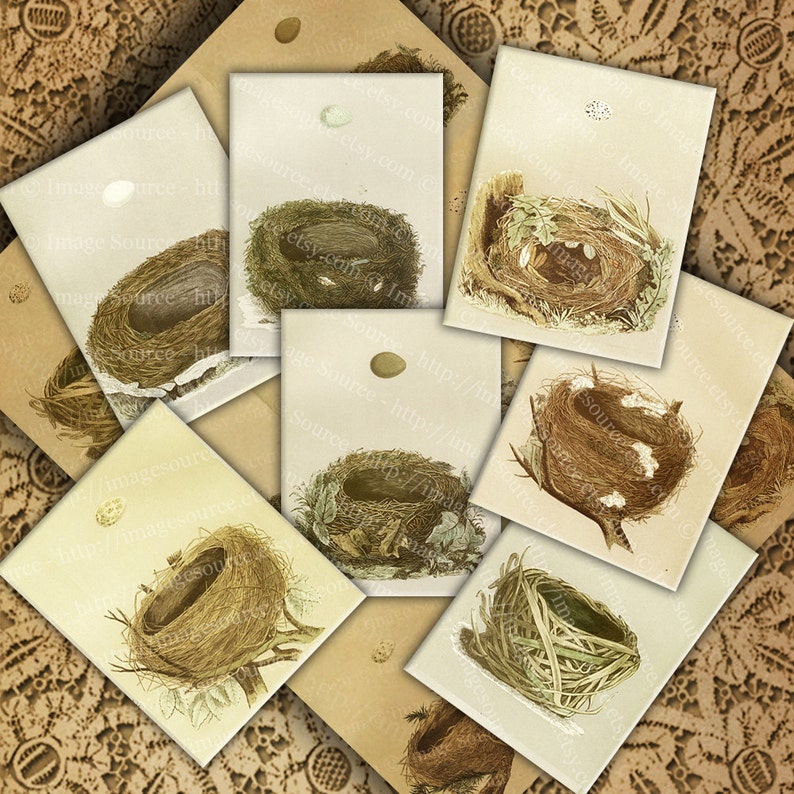 Bird Nests Printable Vintage Watercolor Natural History Illustrations ...
