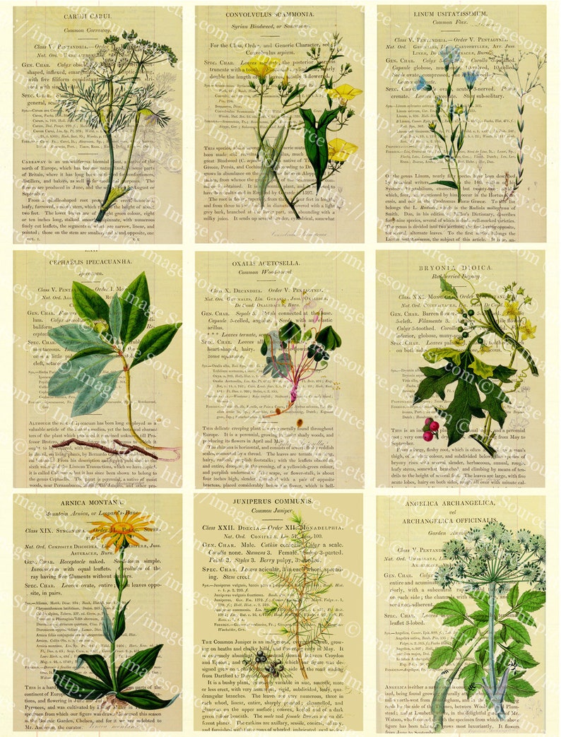 Medicinal Plants Printable Botanical Cards, Set of 27 Small Herbalism ...