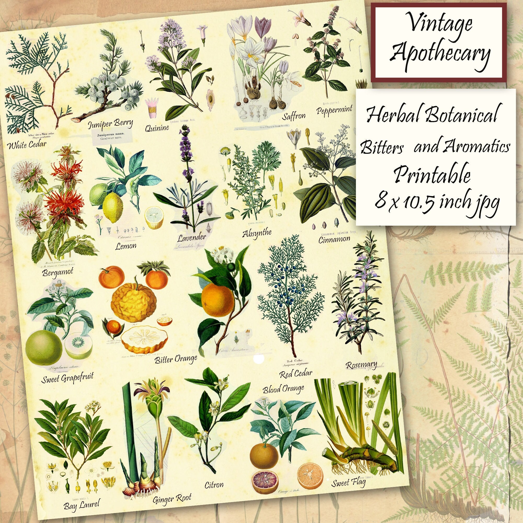Apothecary Herbs Printable Aromatics and Bitters Botanical Collection ...