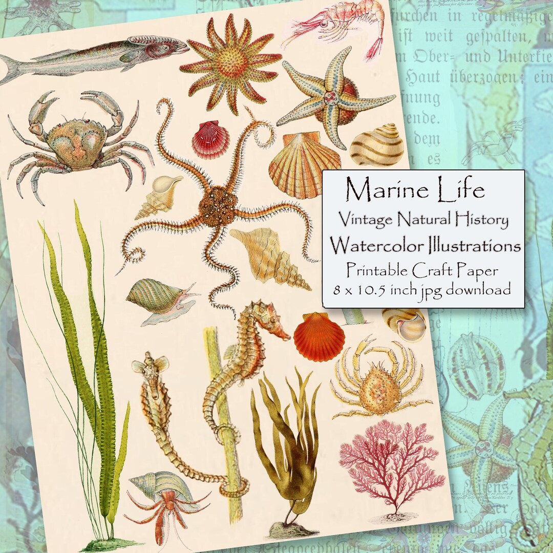 Sea Life Printable Marine Life Natural History Digital - Etsy