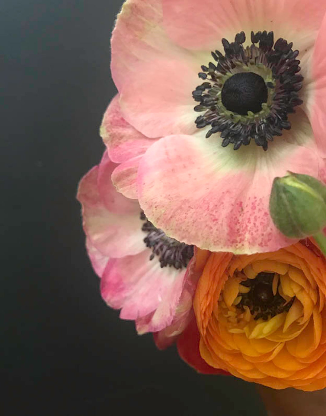 Anemone Floral Photography, Anemones, Floral Art, Colorful, Botanical ...