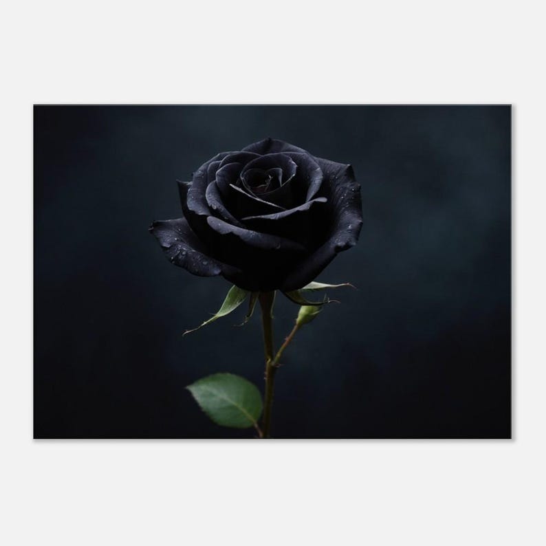 Black Rose on Canvas Elegant and Mysterious Artistic Print for Interior ...