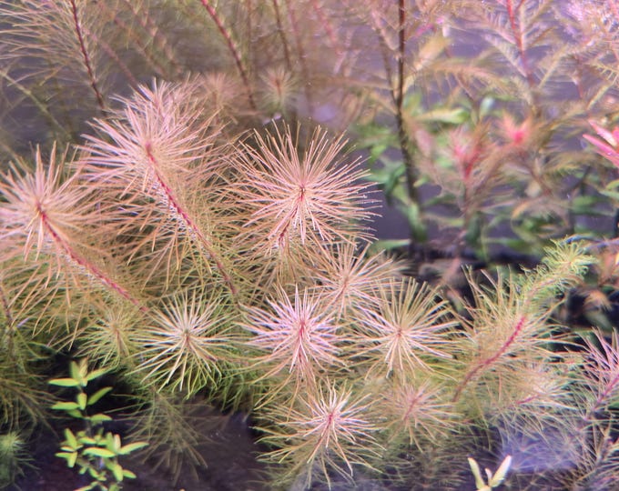 10 Stems of Rotala Bossii Aquarium Plant - Etsy