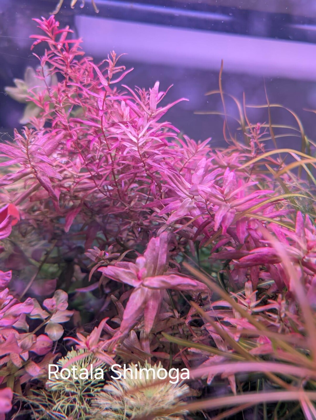 6 Stems of Rotala Shimoga Aquarium Plant - Etsy