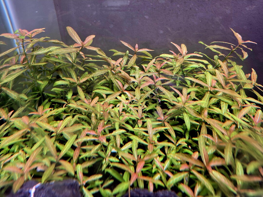 8 Stems of Hygrophila Sunset Aquarium Plant - Etsy