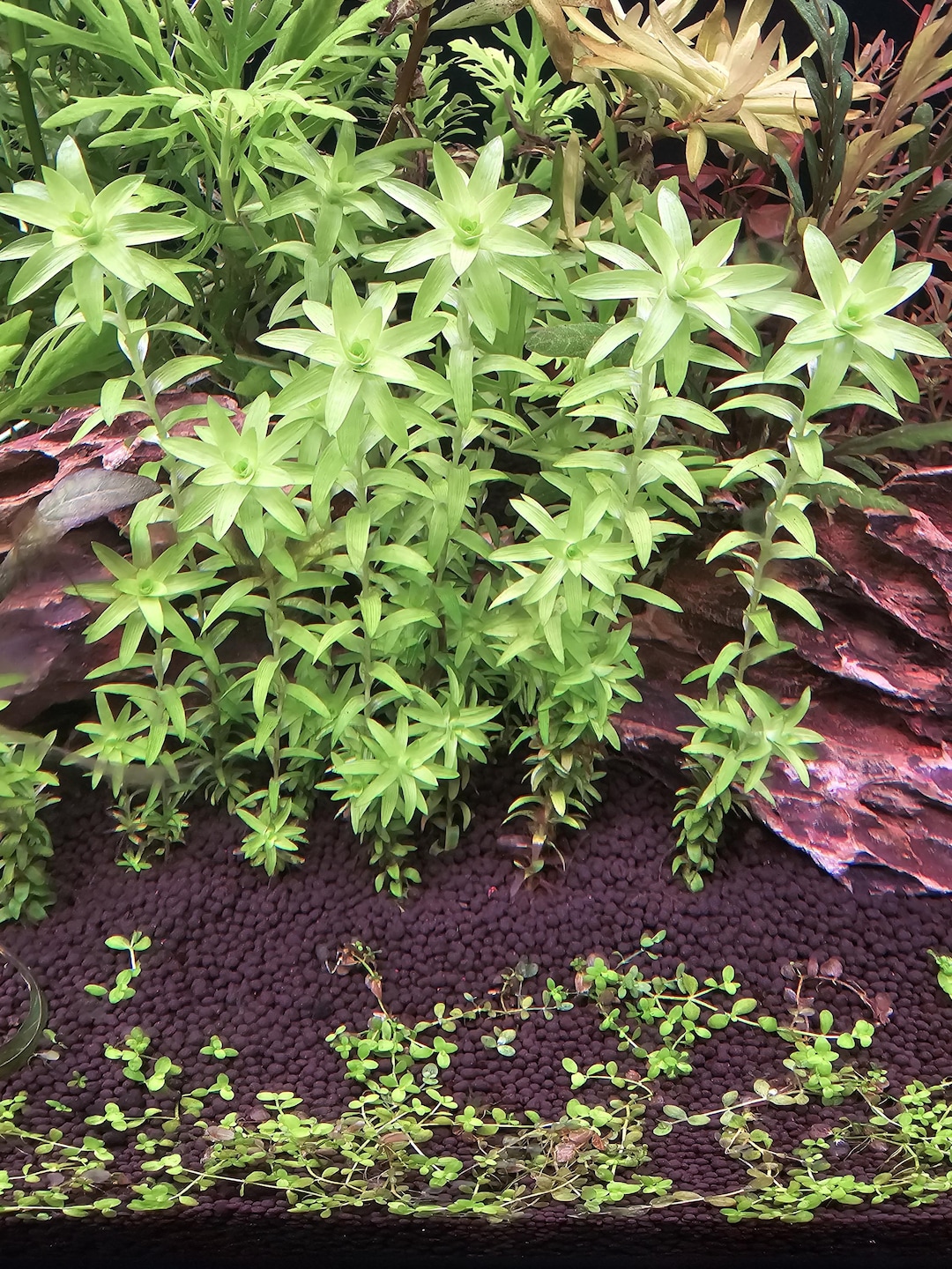 6 Stems of Tonina Fluviatilis Aquarium Plant - Etsy