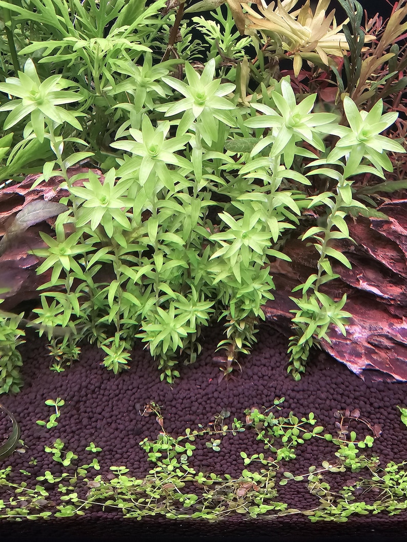 6 Stems of Tonina Fluviatilis Aquarium Plant - Etsy