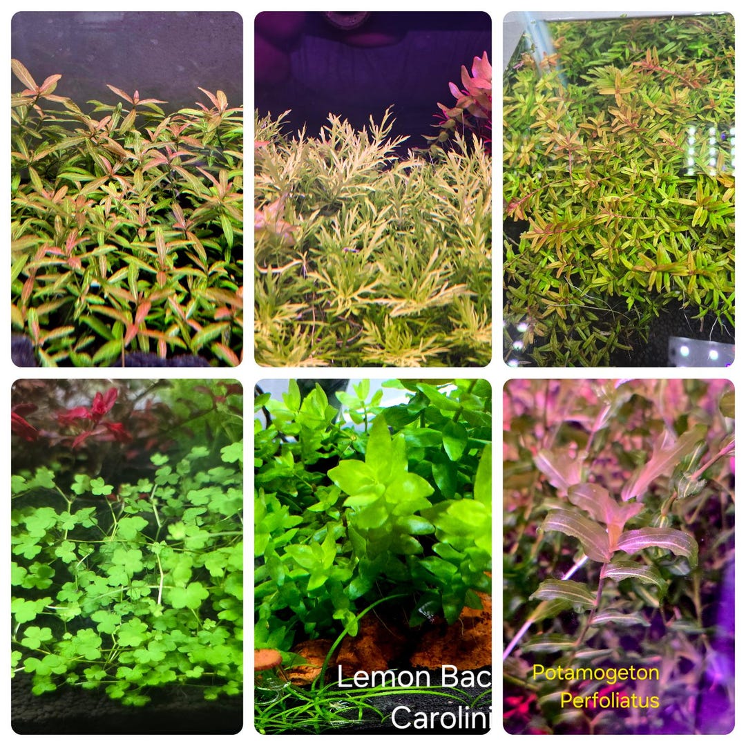 6 EASY Plants (assorted Starter Pack) - Live Aquarium Plants - 30 Plus ...