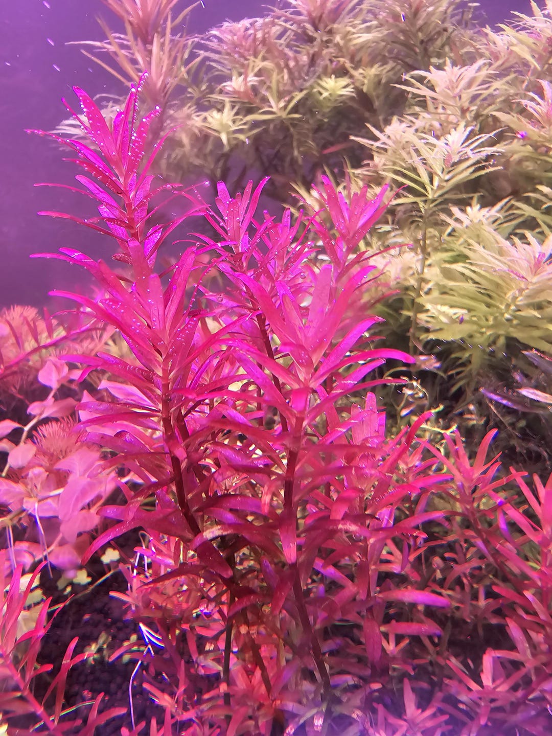 10 Stems of Rotala Yerabje Red Aquarium Plant - Etsy