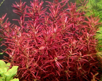 Rotala Blood Red SG Variant - Live Aquarium Plant - Etsy