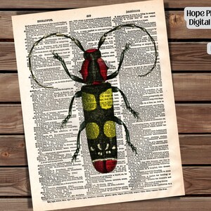 Beetle Bug Digital Print, Insect, Gothic, Dictionary, Iron on Transfer ...