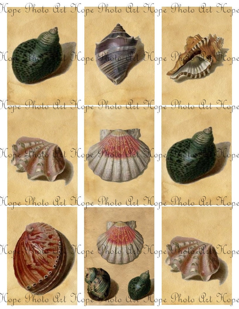Printable Seashells Tags W/matching Digital Paper Junk - Etsy