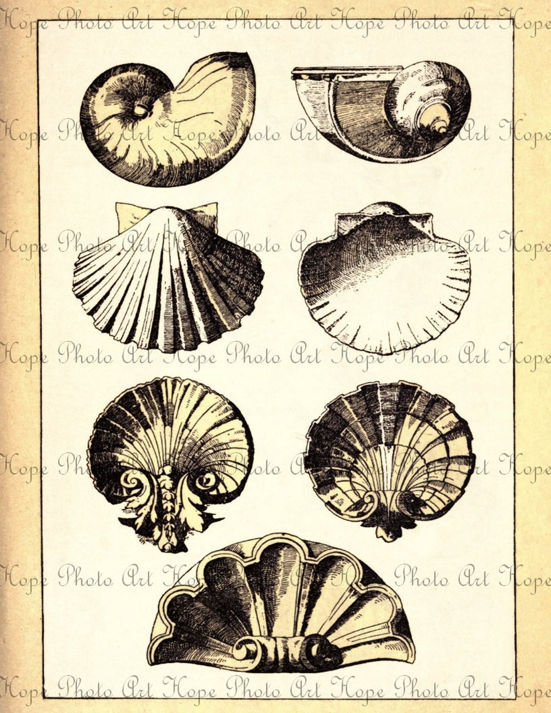 Printable Vintage Assorted Seashells Digital Collage Sheet Iron on ...