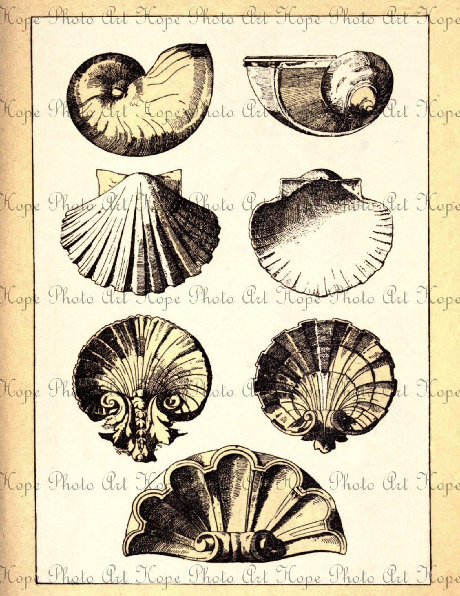 Printable Vintage Assorted Seashells Digital Collage Sheet | Etsy