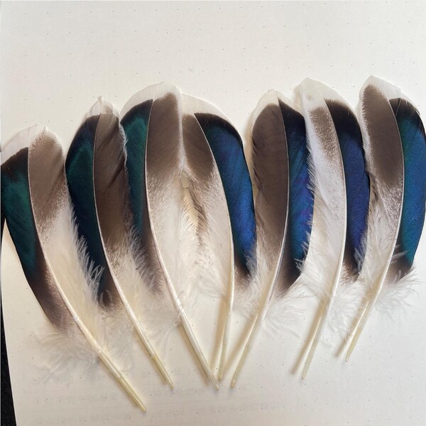 Craft Feathers - Etsy
