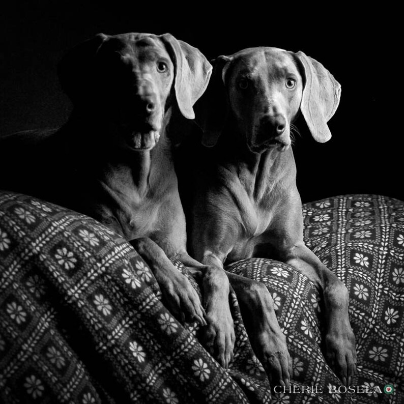 Weimaraner Greeting Card Black and White Blank - Etsy