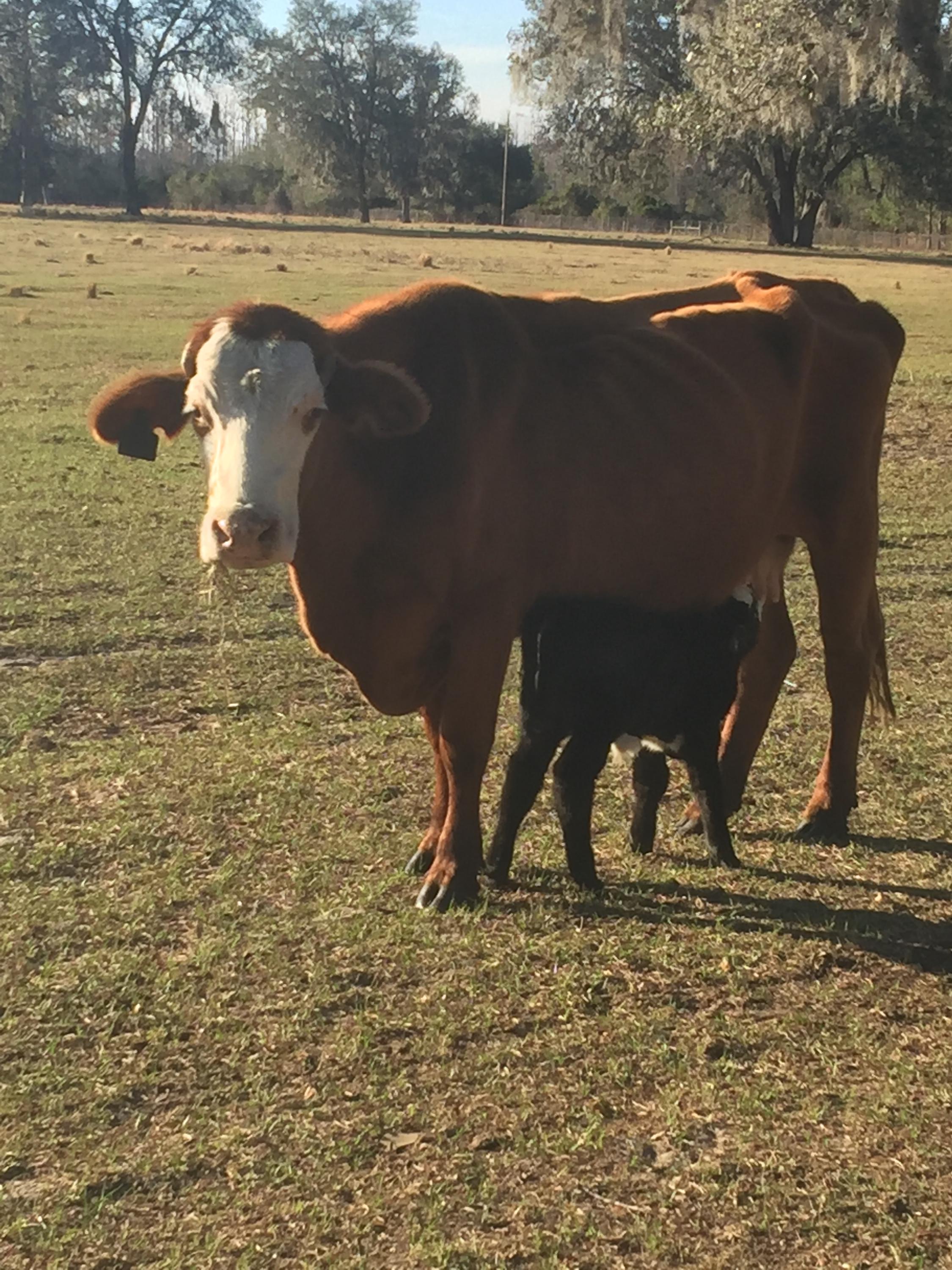 Cow and Calf Pair - Etsy