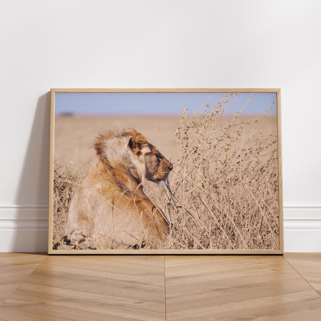 Majestic Young Lion in the African Savannah-digital Print-safari ...