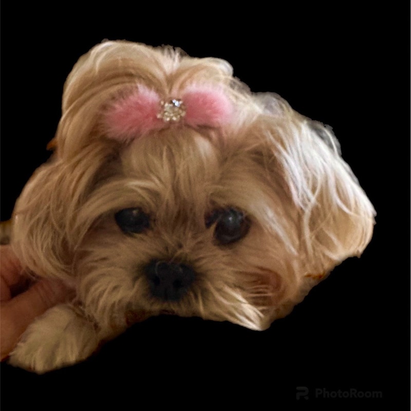 Small Dog Bows - Etsy