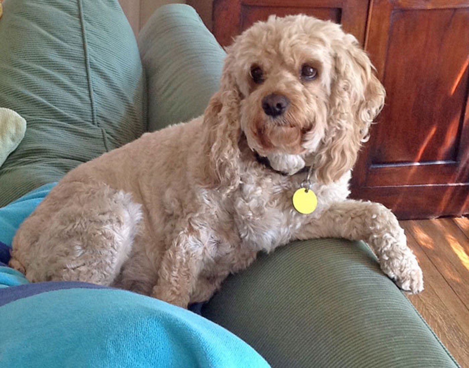 Cuddly Cockapoo, Custom Pet Portrait Painting, Original Dog Painting or ...