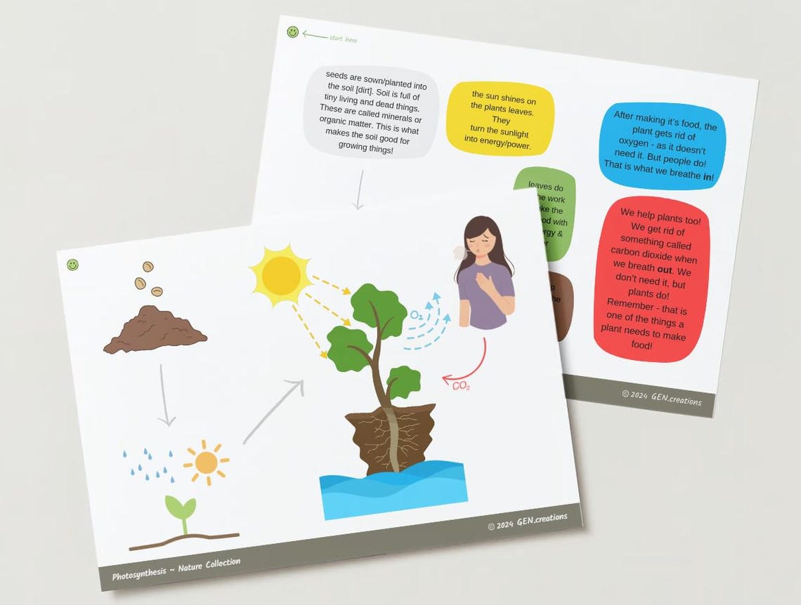 Photosynthesis Flowchart for Children, 3yrs, Educational - Etsy