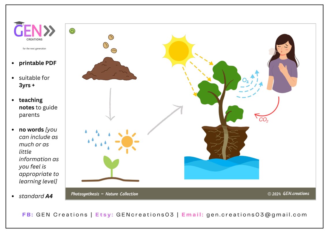 Photosynthesis Flowchart for Children, 3yrs, Educational - Etsy