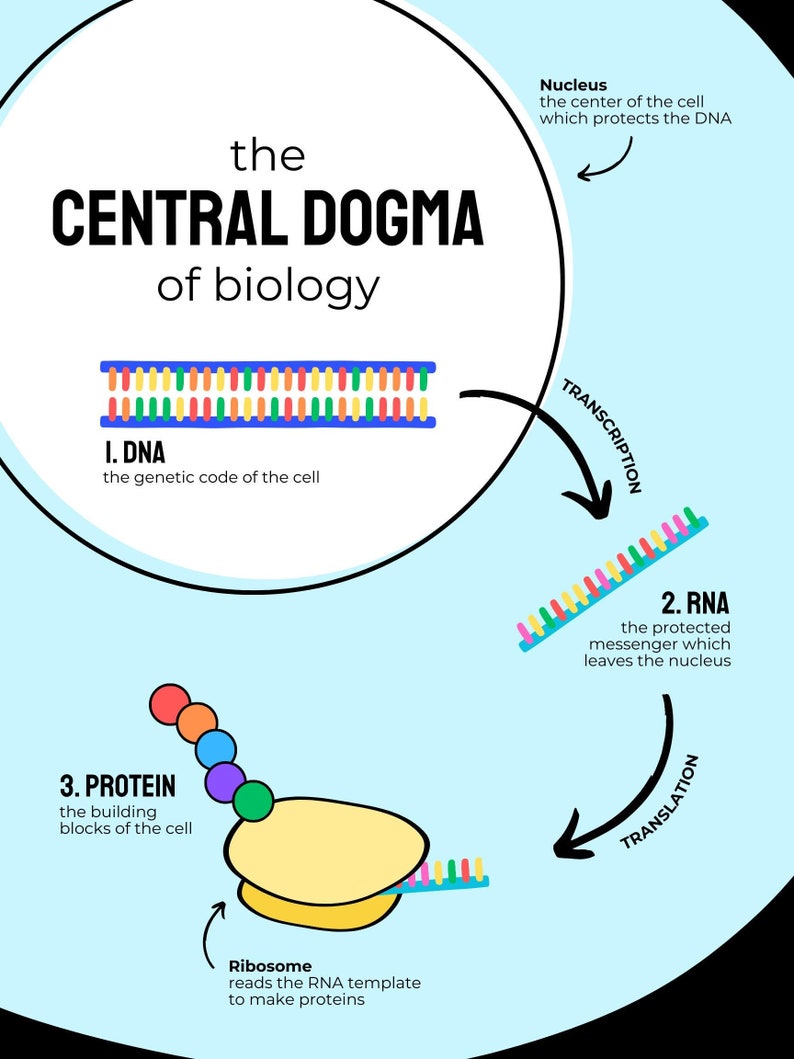 Biology Central Dogma Educational Poster - Etsy